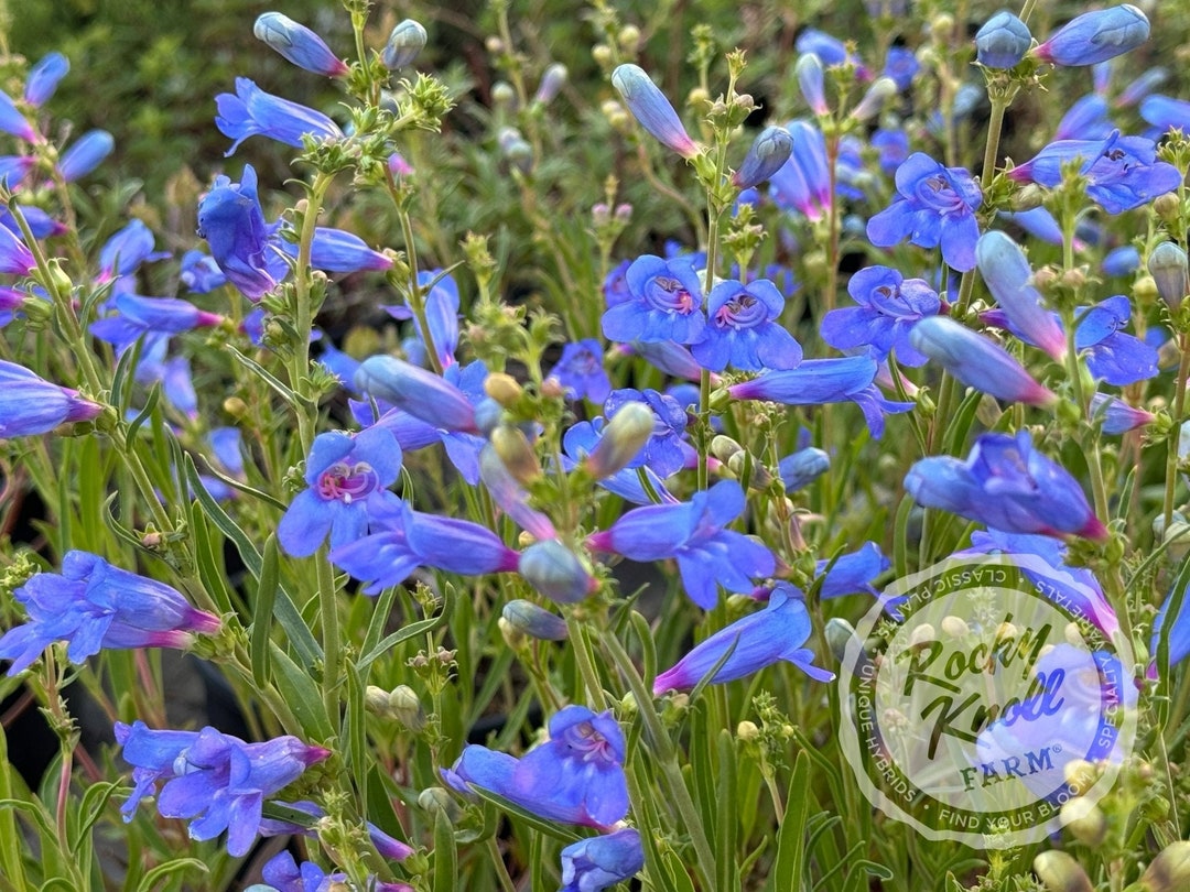 Penstemon Electric Blue - Etsy