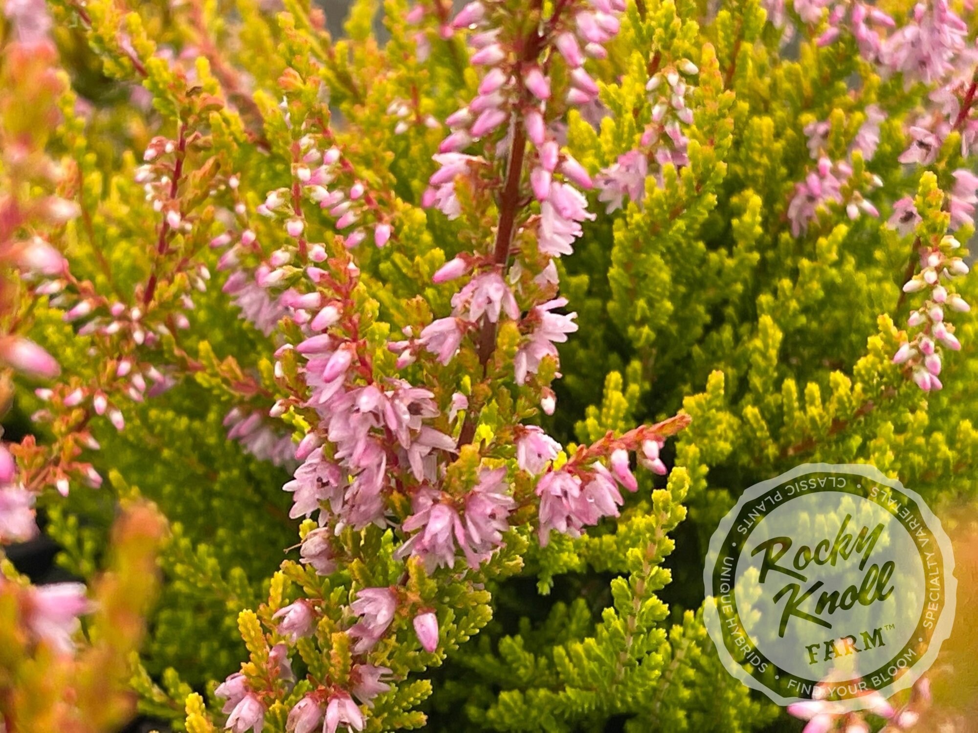 Calluna Winter Chocolate Heather - Etsy España