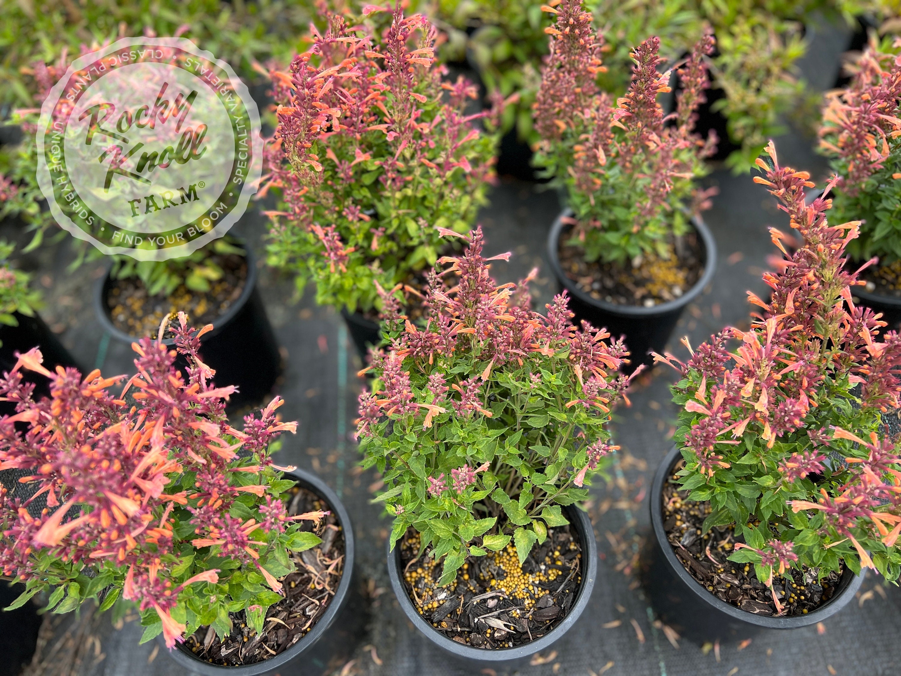Agastache 'mango Tango' Hummingbird Mint - Etsy