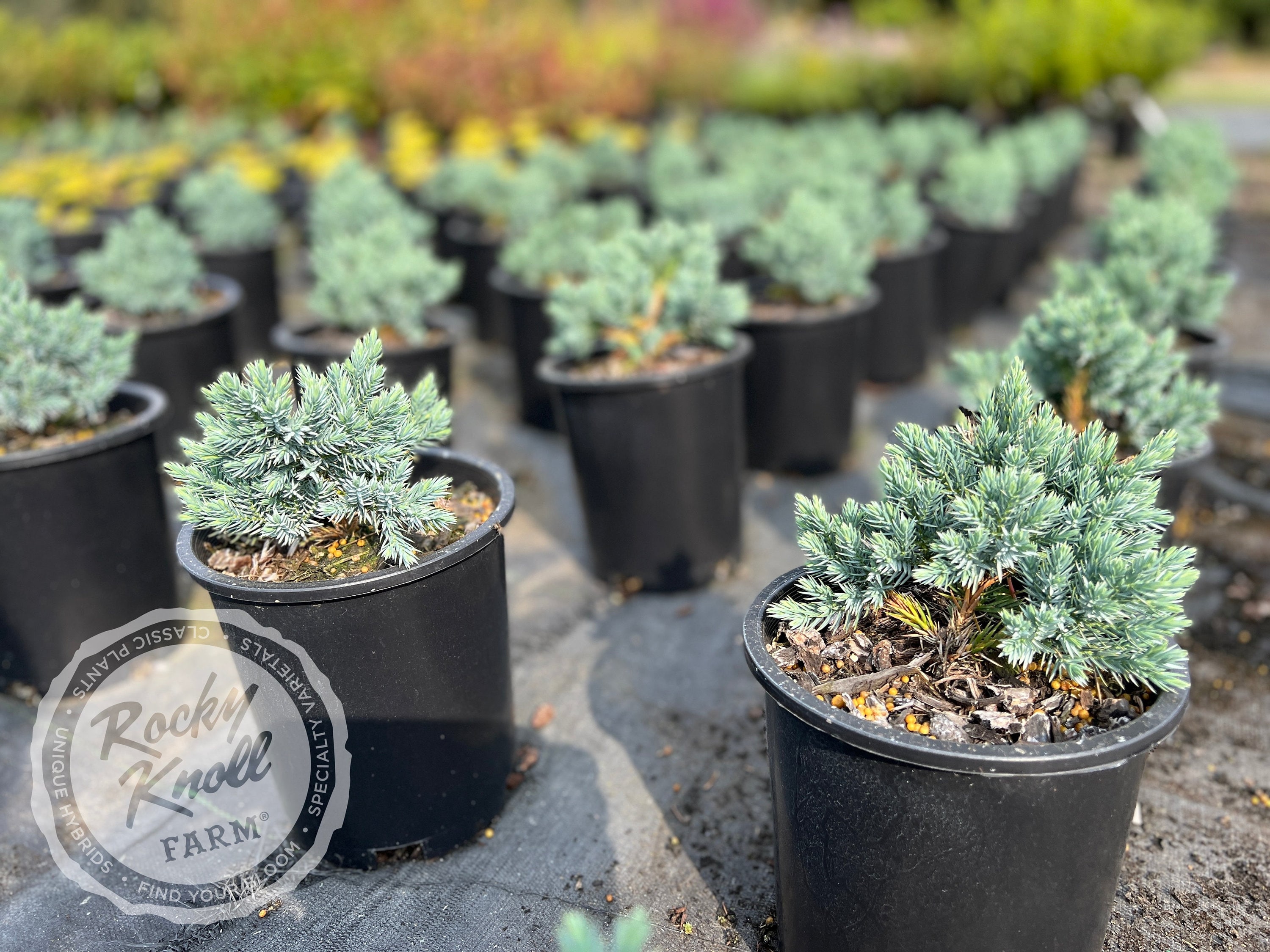Blue Star Juniper Shrubs