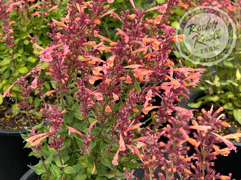Agastache 'mango Tango' Hummingbird Mint - Etsy