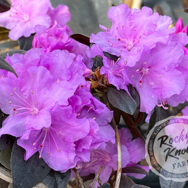 Pjm Rhododendron - Etsy