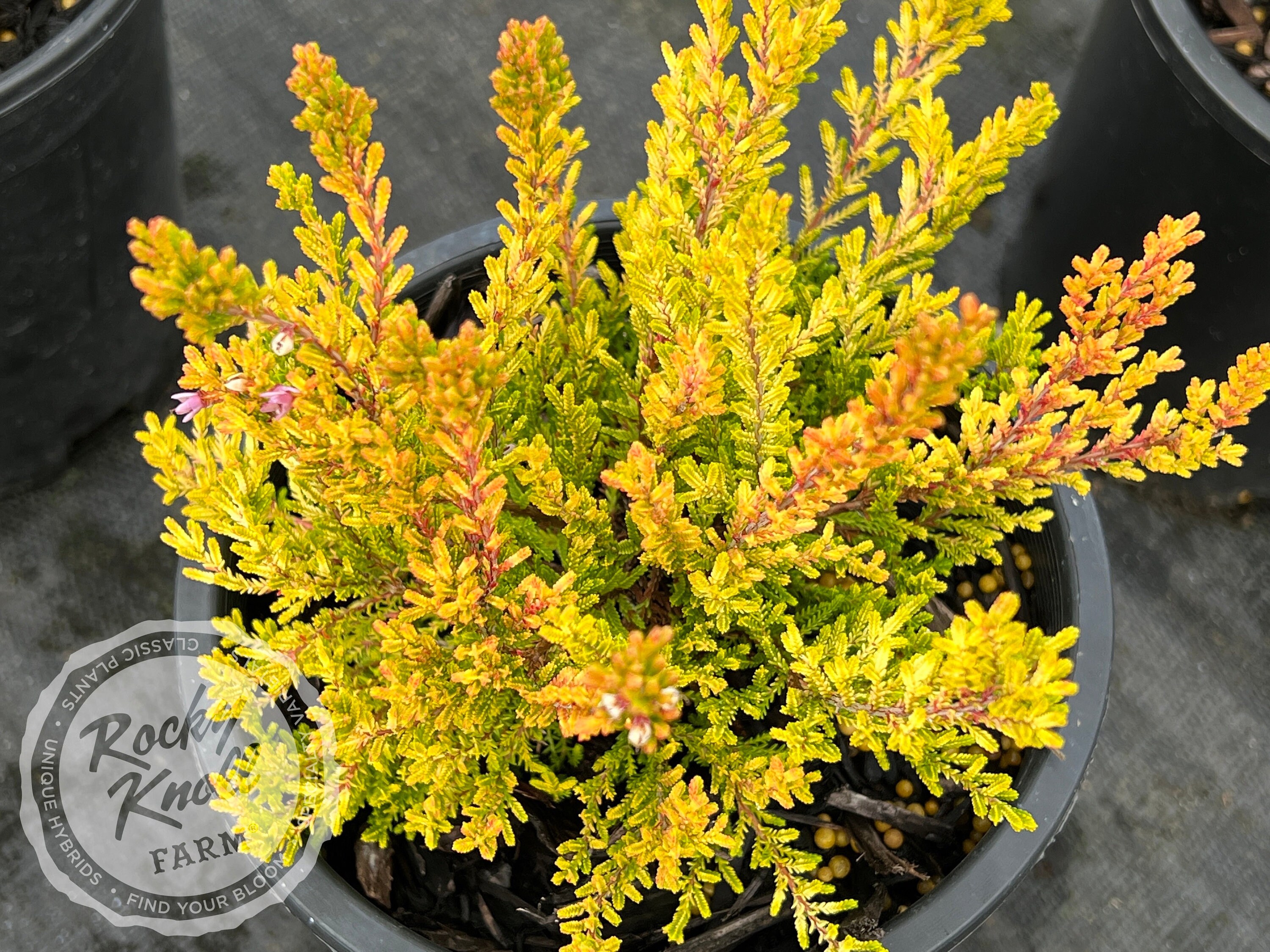 Calluna Winter Chocolate Heather - Etsy