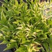 Moon Bay Heavenly Bamboo (nandina Domestica) - Etsy