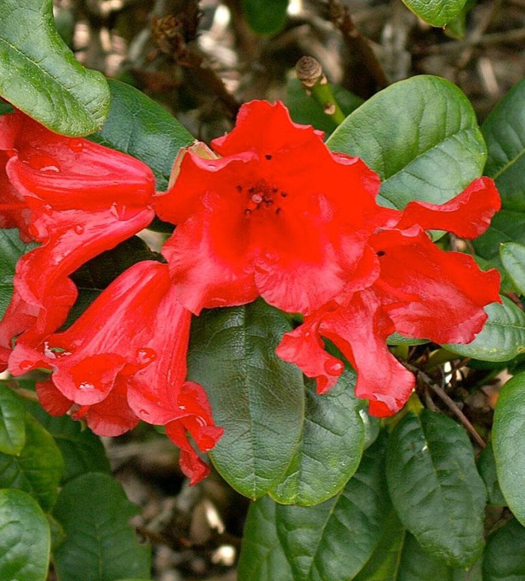 Scarlet Wonder - Etsy