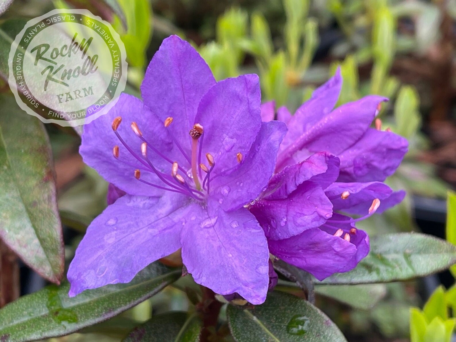 Vibrant Violet - Etsy