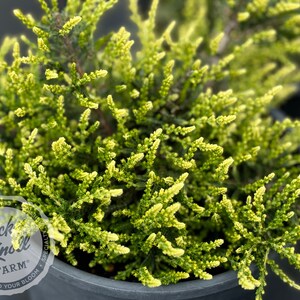 Calluna Spring Cream Heather - Etsy