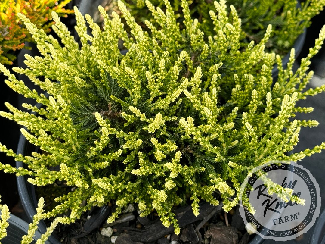 Calluna Spring Cream Heather - Etsy