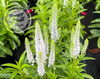 Veronica Snow Candle - Etsy