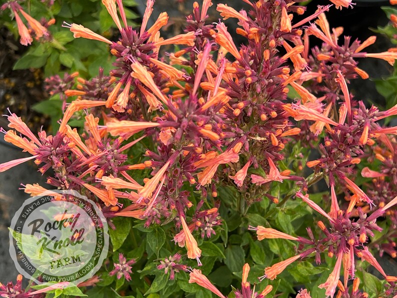 Agastache 'mango Tango' Hummingbird Mint - Etsy