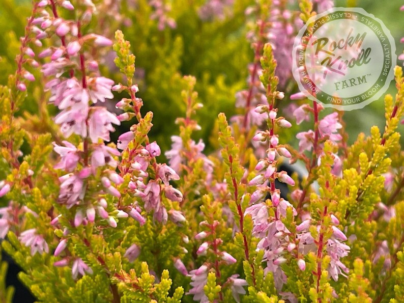 Calluna Winter Chocolate Heather - Etsy