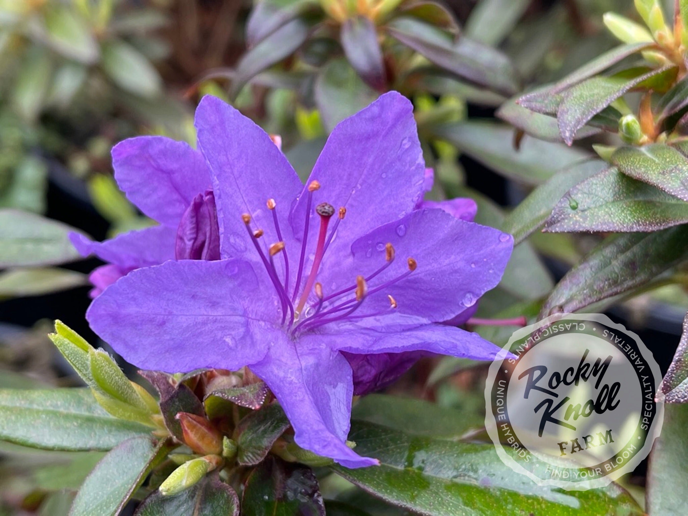 Vibrant Violet - Etsy