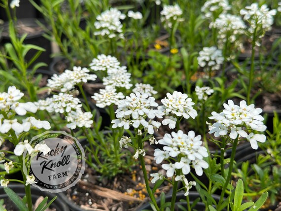 Iberis Sempervirens Purity