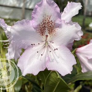 Mrs. Charles E. Pearson - Etsy