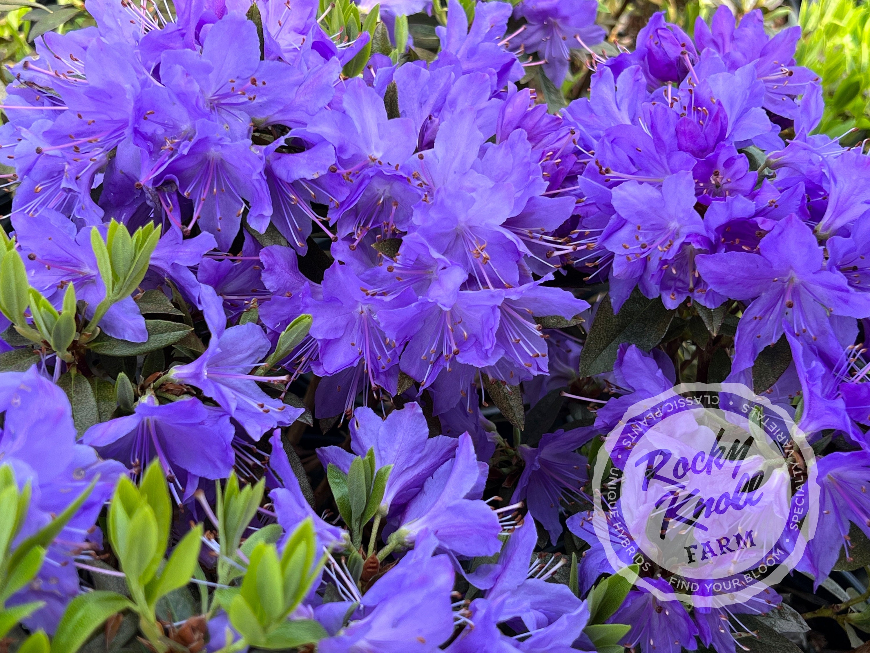 Vibrant Violet - Etsy