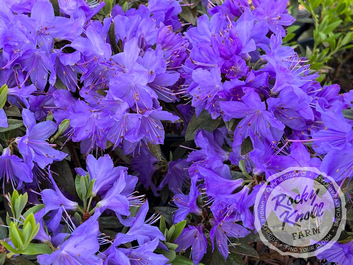 Vibrant Violet - Etsy