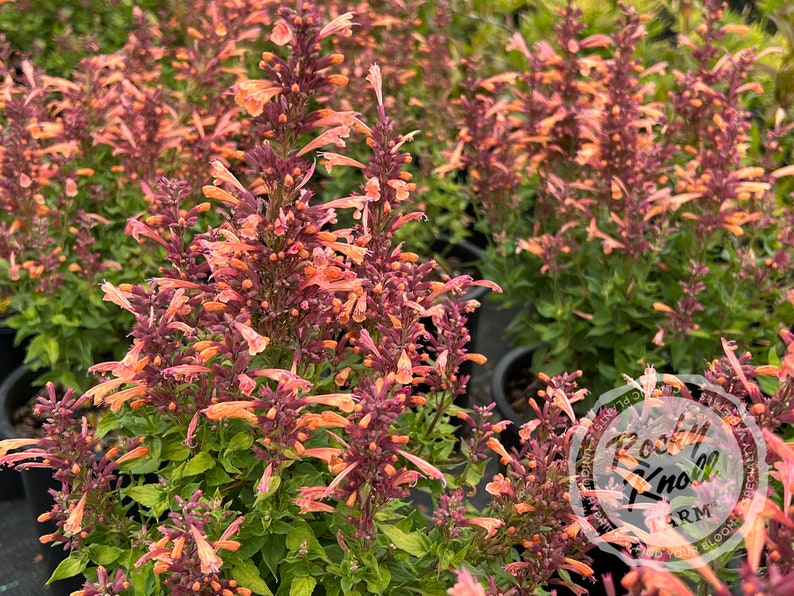 Agastache 'mango Tango' Hummingbird Mint - Etsy