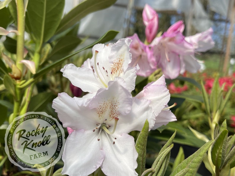 Mrs. Charles E. Pearson | Etsy