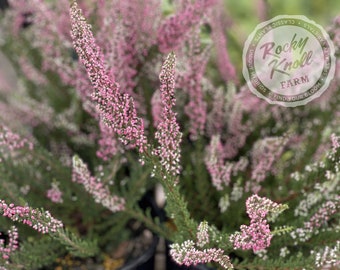 Heather Amethyst - Etsy