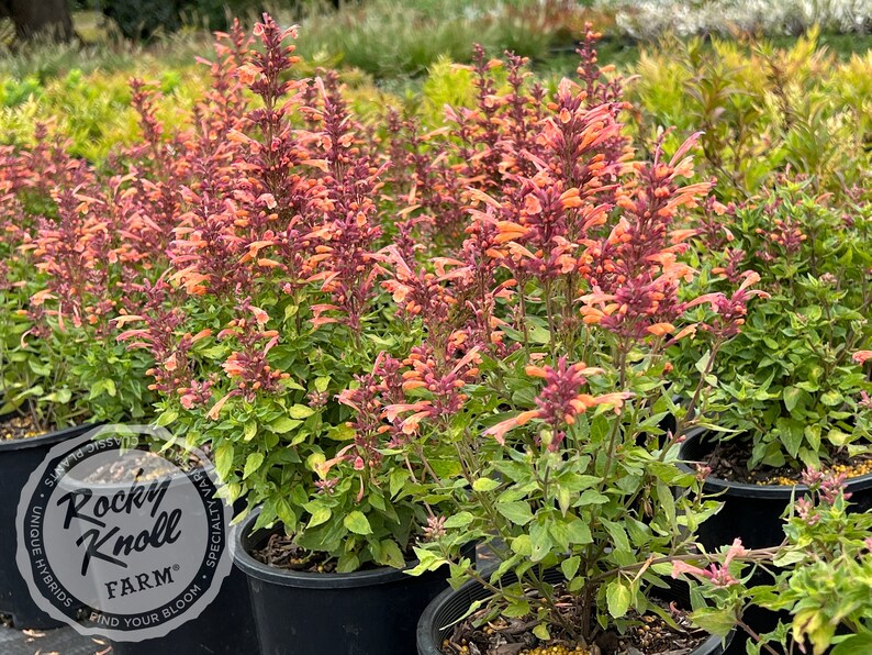 Agastache 'mango Tango' Hummingbird Mint - Etsy
