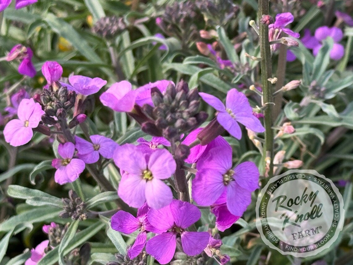 Erysimum 'bowles's Mauve' (wallflower) - Etsy