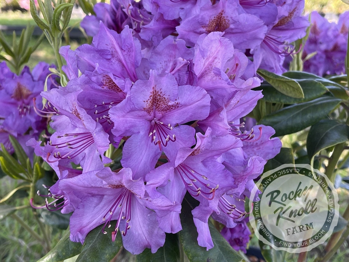 Lees Dark Purple | Etsy