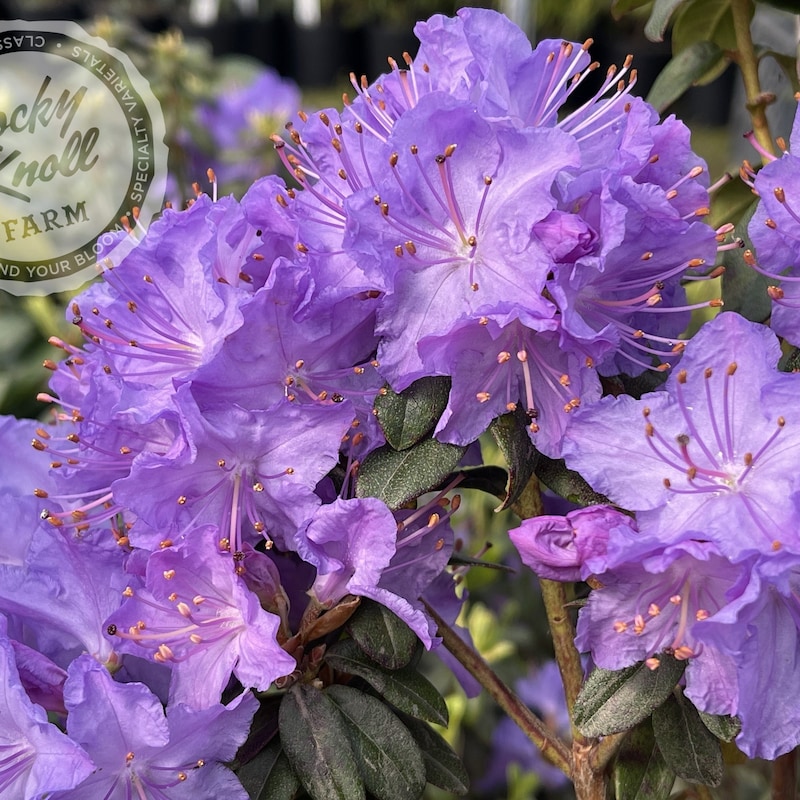 Dwarf Rhododendrons - Etsy