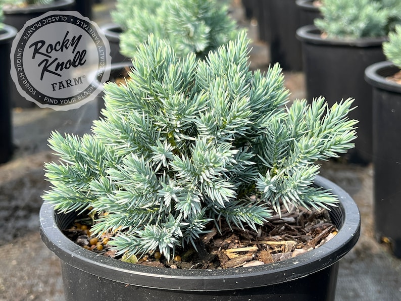 Blue Star Juniper Juniperus Squamata - Etsy