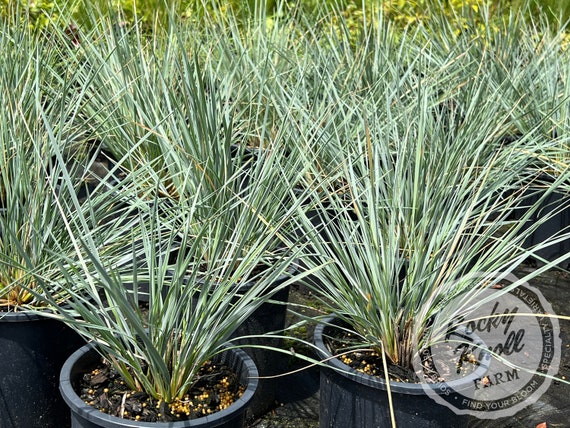 Helictotrichon Sempervirens Sapphire