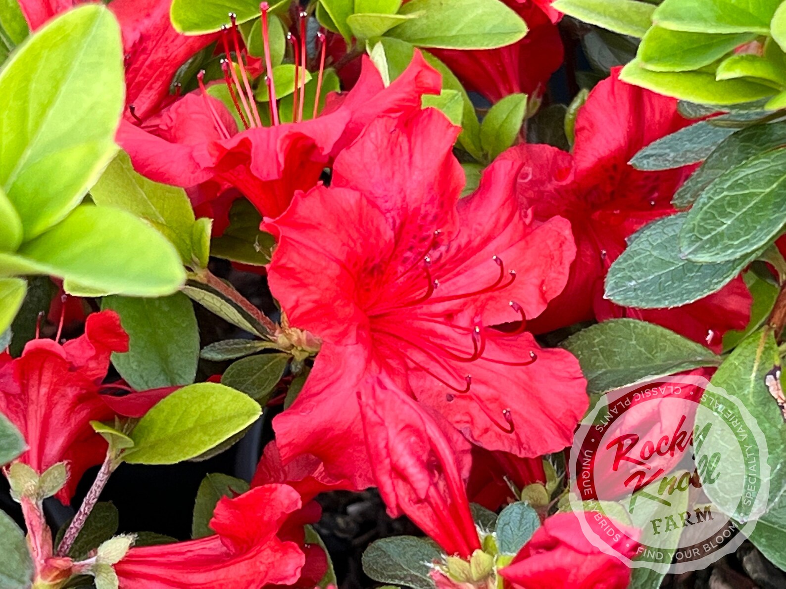 Girard's Hot Shot - Etsy