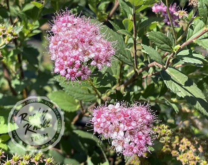 Set of 2 Birch Leaf Spirea ( Spirea Betulifolia 'tor') Gallon Size - Etsy