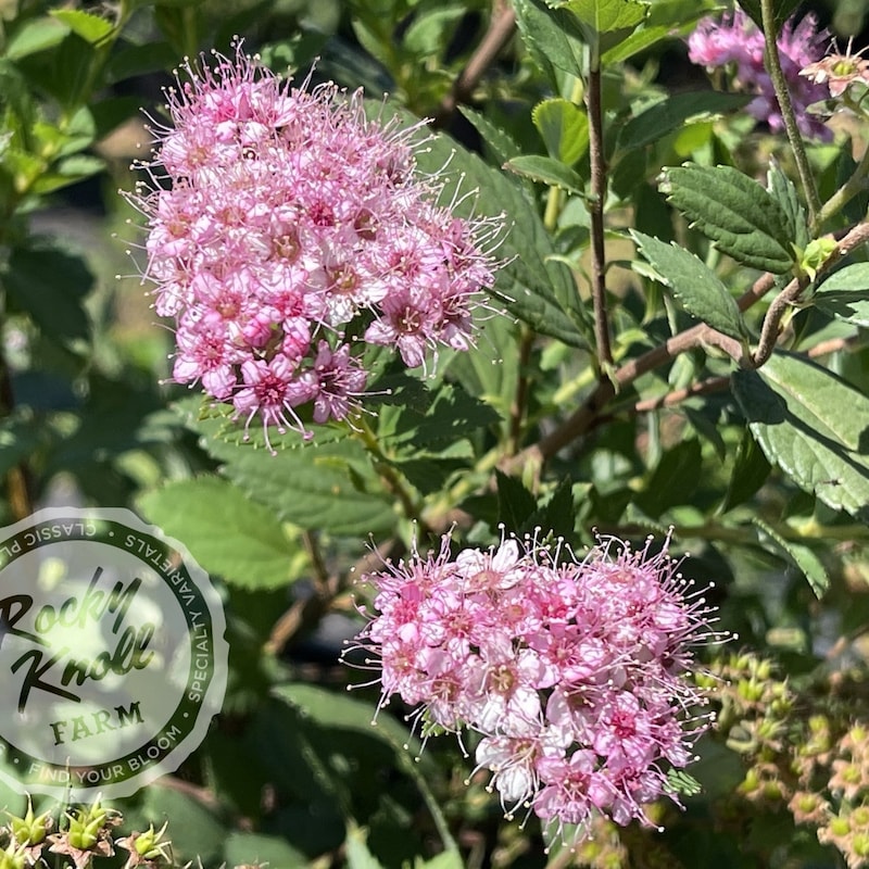 Pink Spirea - Etsy