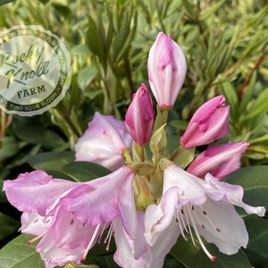 Mrs. Charles E. Pearson - Etsy