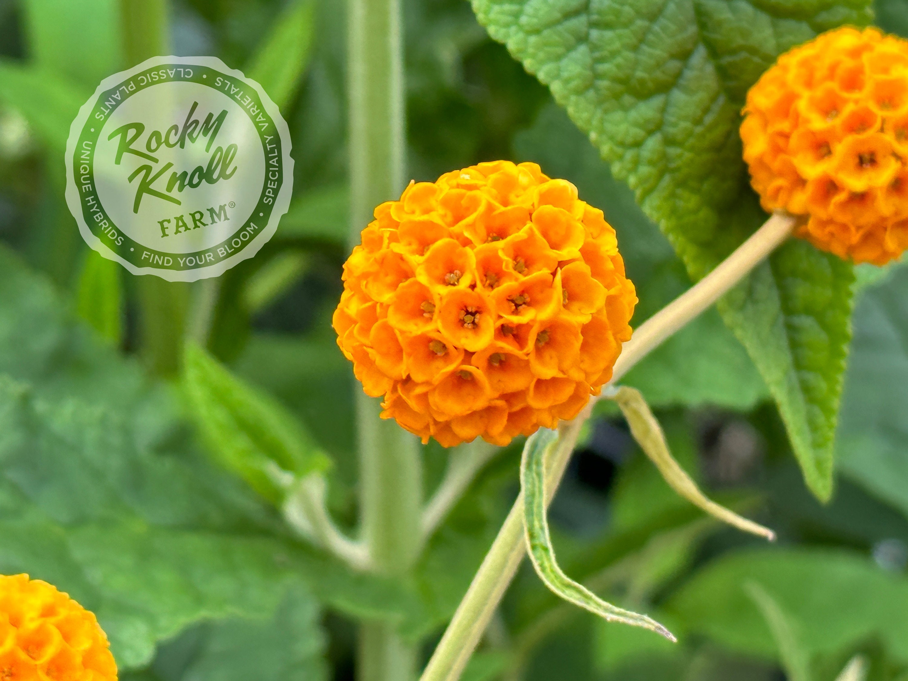 Orange Ball Butterfly Bush - Buddleia Globosa - Etsy