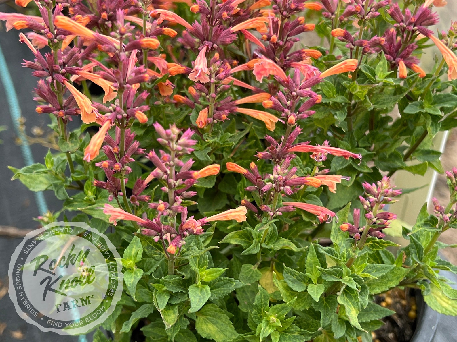 Agastache 'mango Tango' Hummingbird Mint - Etsy