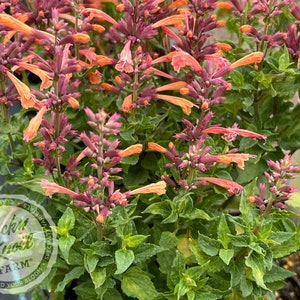 Agastache 'mango Tango' Hummingbird Mint - Etsy