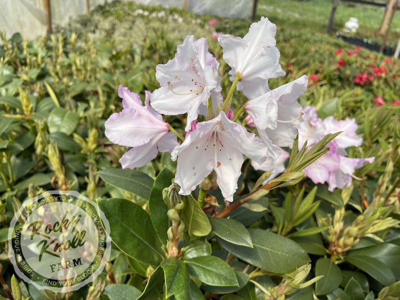 Mrs. Charles E. Pearson - Etsy