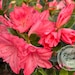 Louise Gable - Etsy