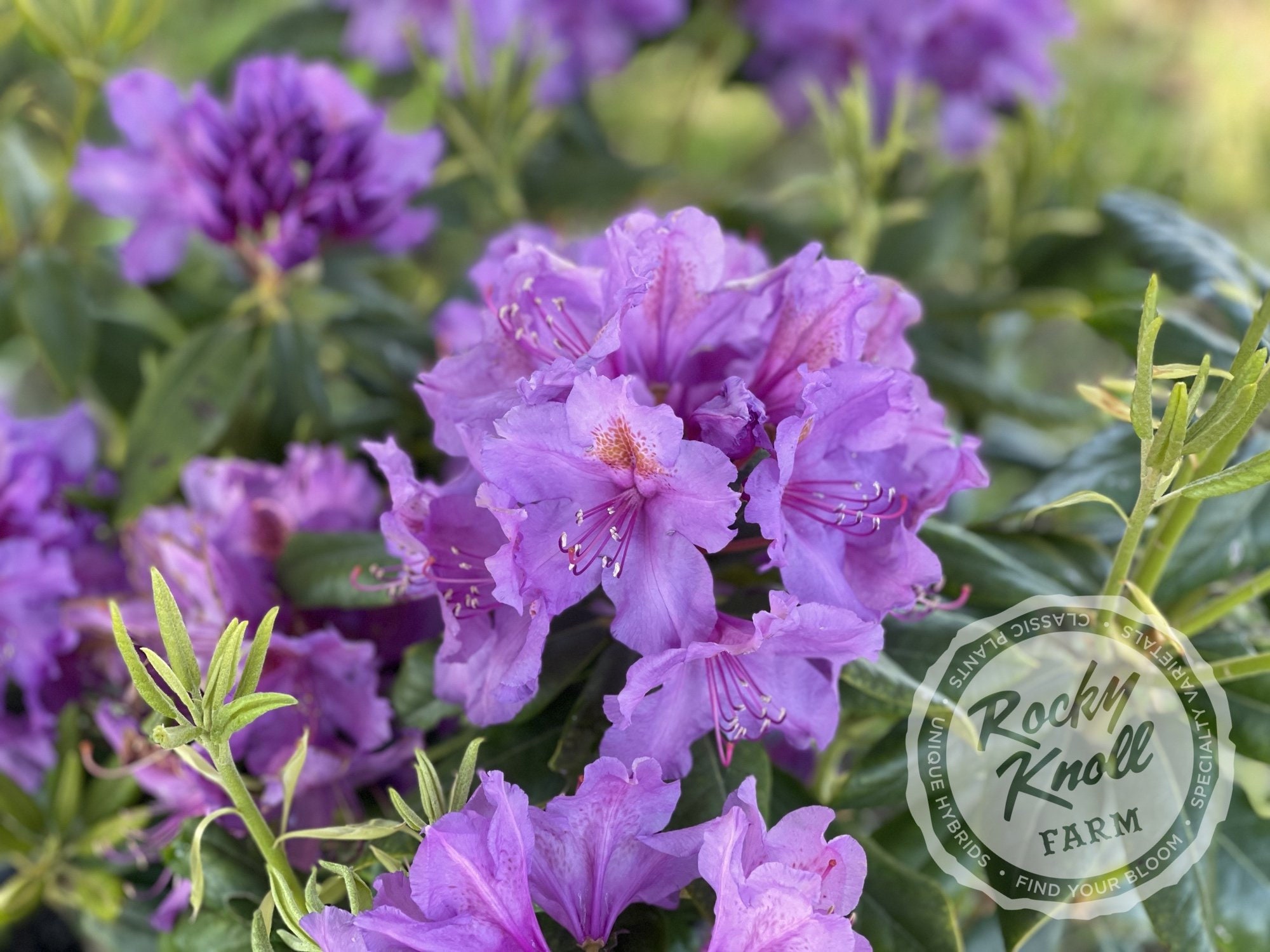 Lees Dark Purple | Etsy