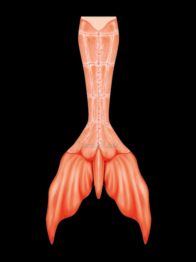 Realistic Shrimp Lobster Mermaid Merman Diving Swimming Tail Cosplay - Etsy