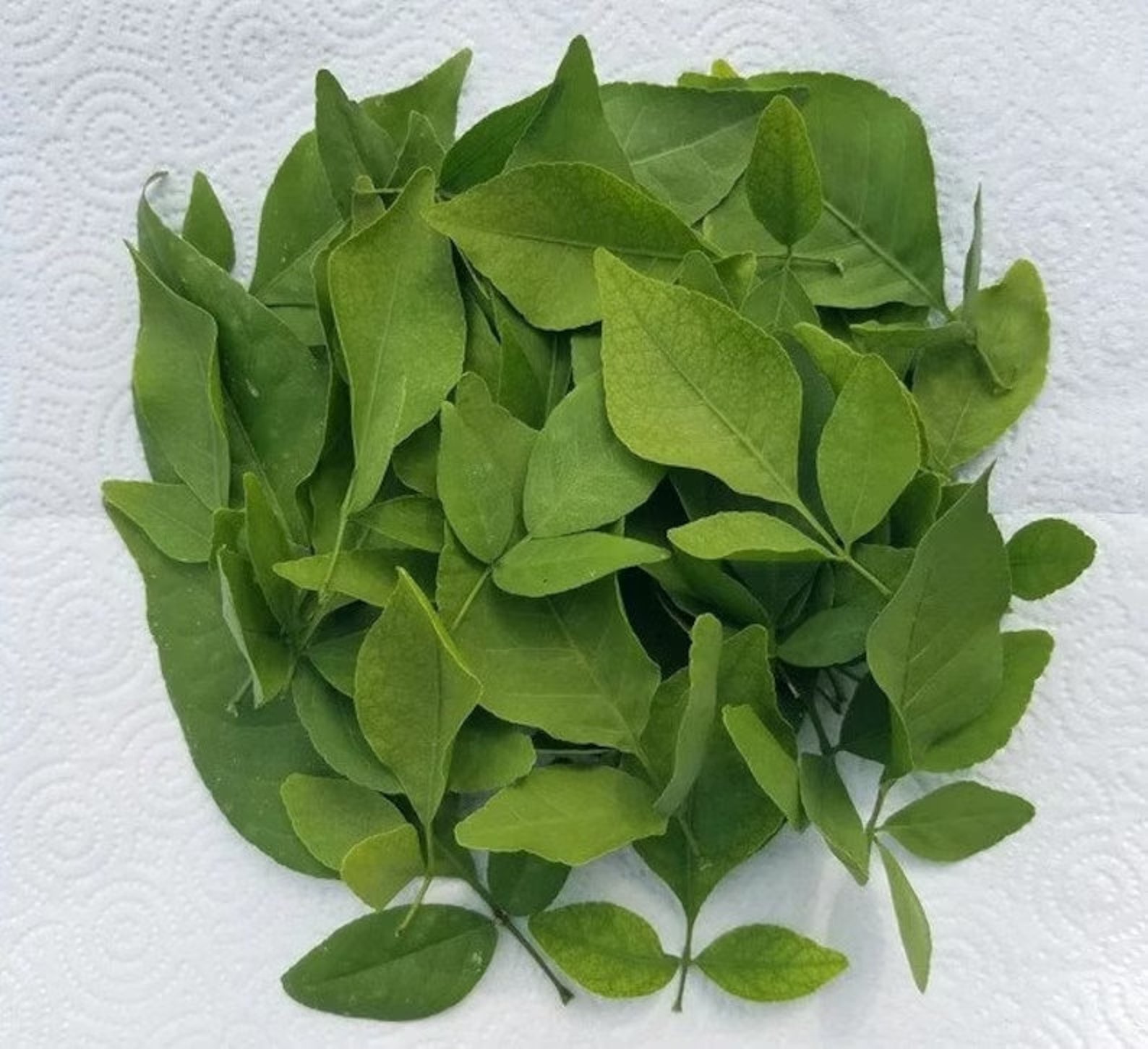 51 Bael Leaves,bilva Leaves,bel Patra,bilwapatra,aegle Marmelos,bilva ...