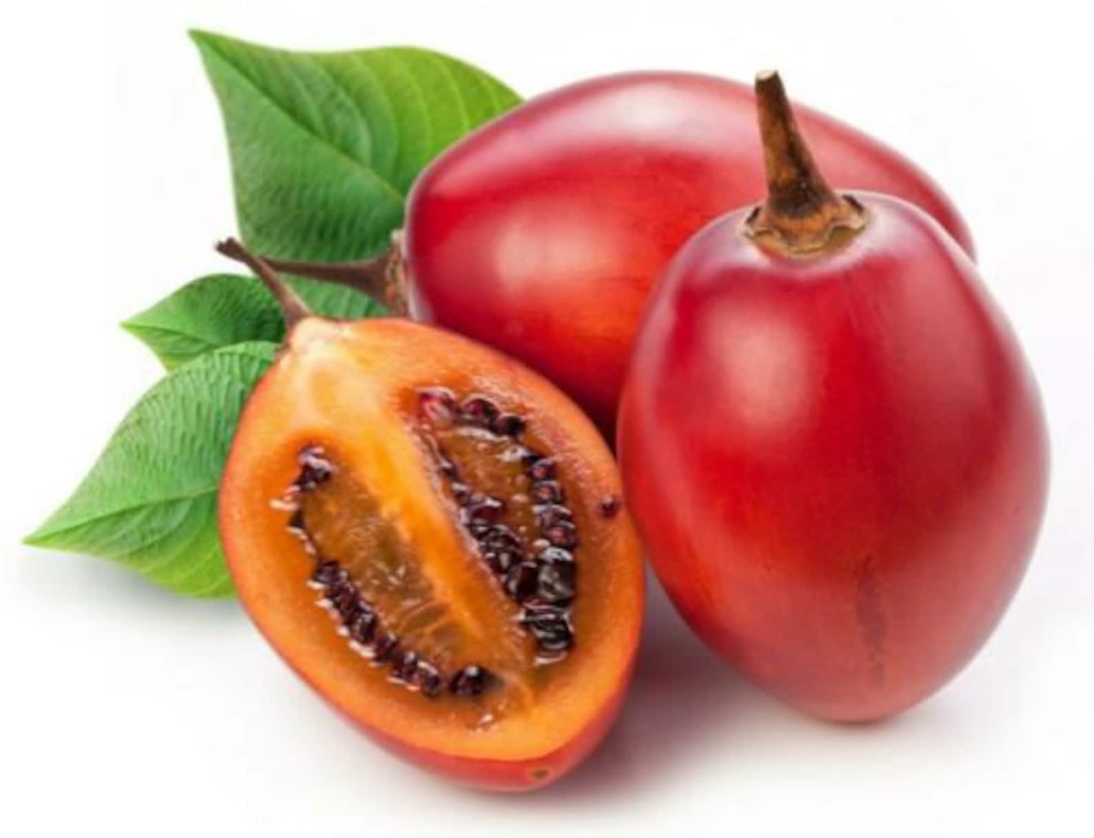100+ Red Tamarillo Seeds ~solanum Becateum~ Cyphomandra Becatea ~ Tree ...