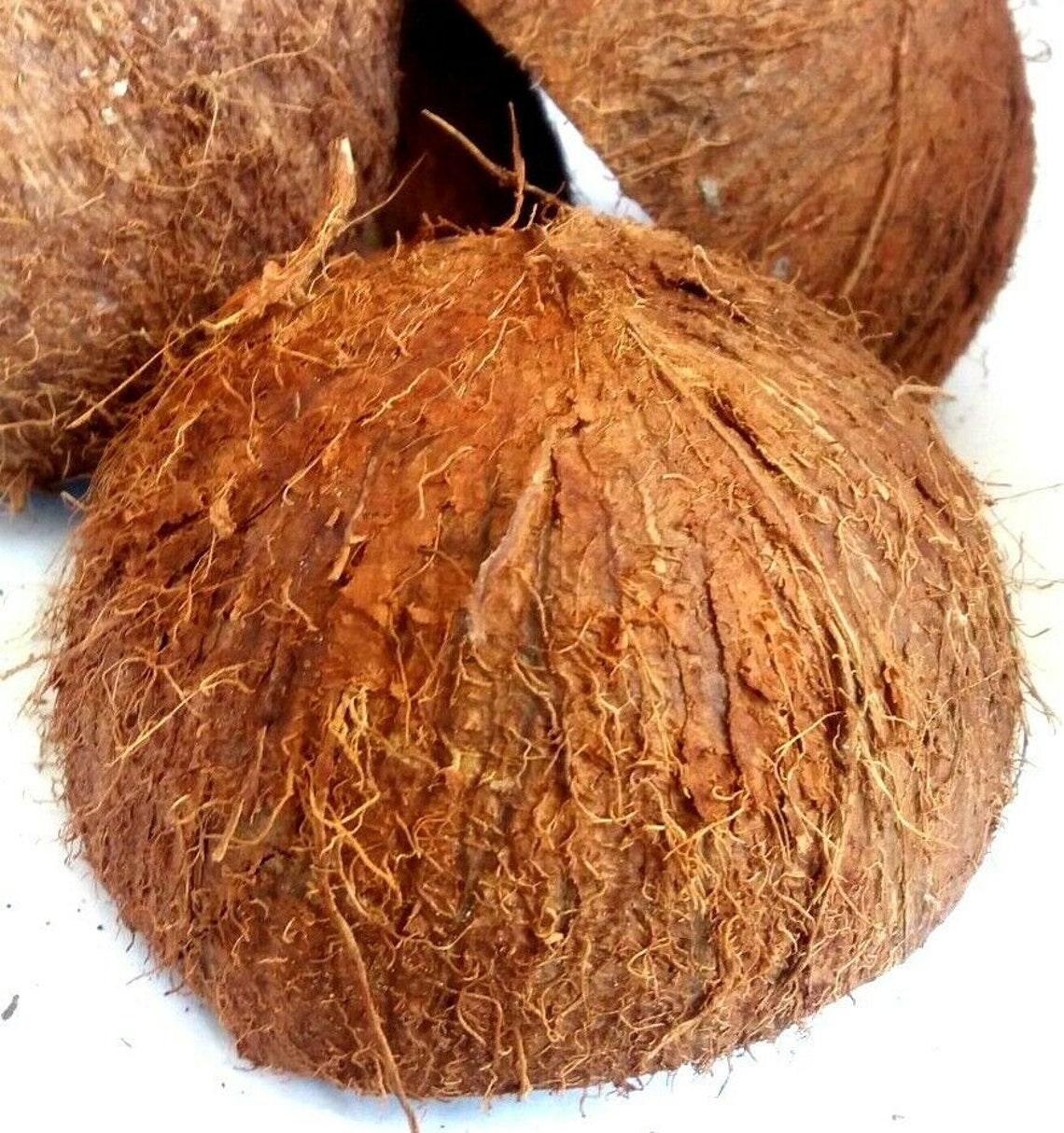 Coconut Shell Halves With Fiber Natural Charcoal Obtaining Ceylon - Etsy