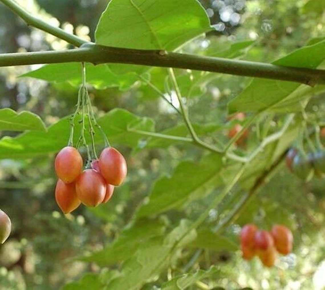 100+ Red Tamarillo Seeds ~solanum Becateum~ Cyphomandra Becatea ~ Tree ...