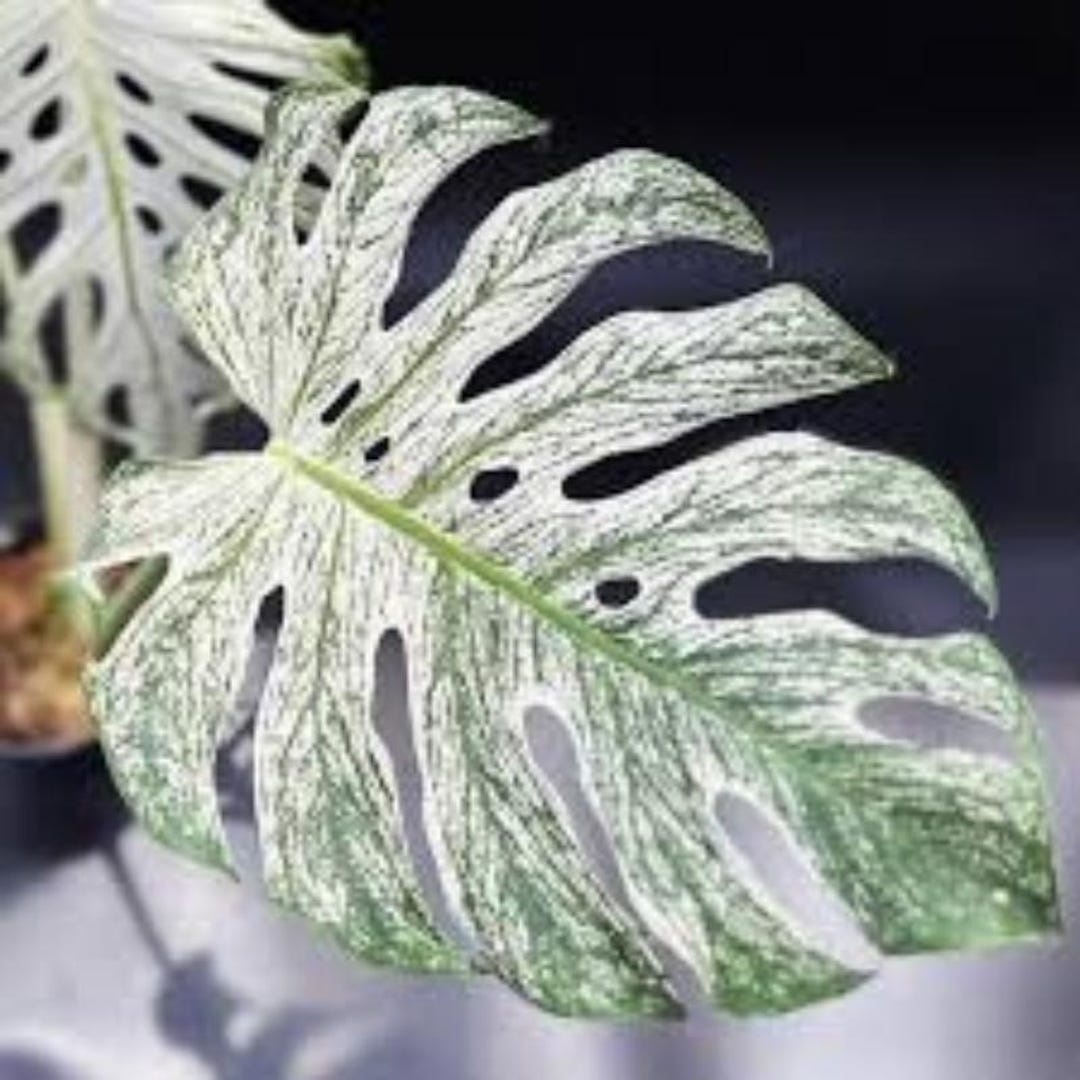 Monstera Devil Monster Variegated One Leaf Rooted Indoor Plant ...