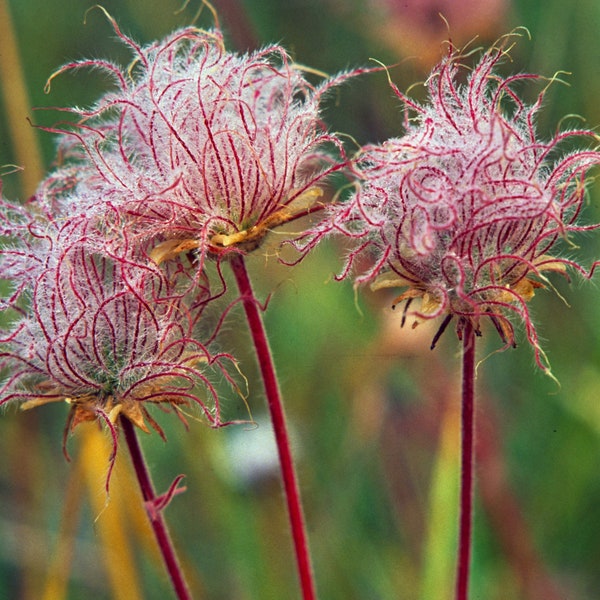 Prairie Smoke - Etsy