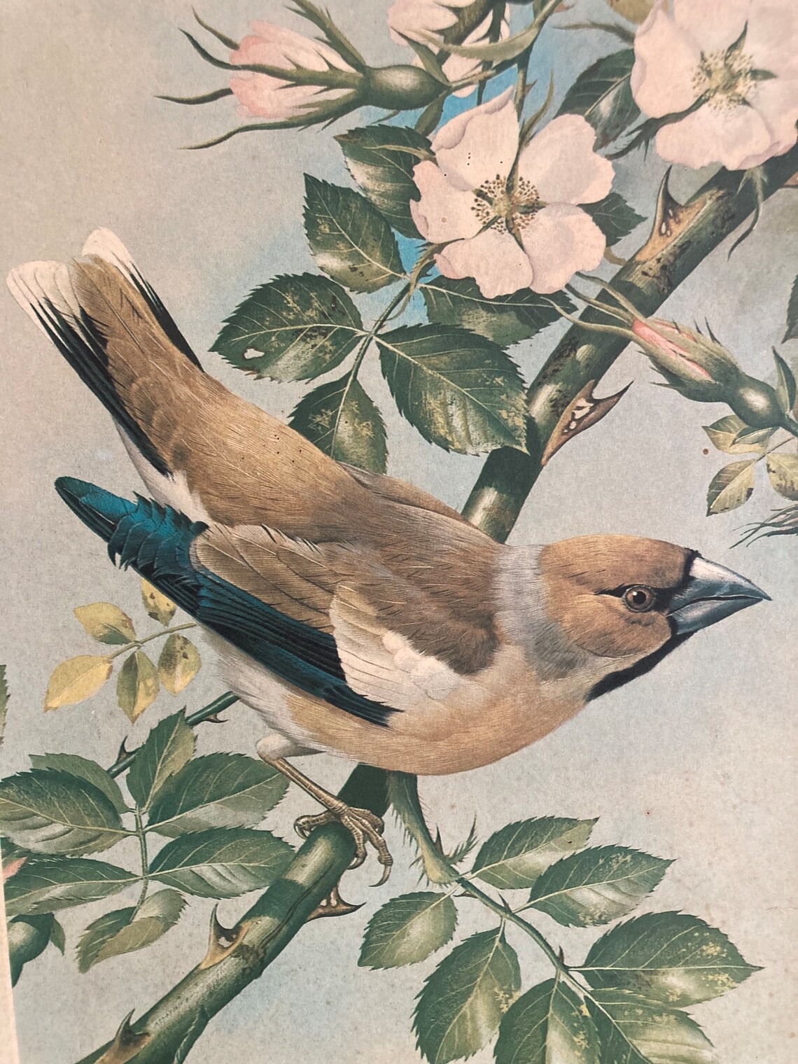 Original Vintage Bird Print/art/painting Signed by Celebrated - Etsy