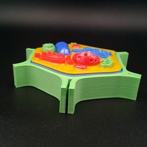 Plant Animal Cell Cells Cellular Micro Biology Sculpture Cut Away Model ...
