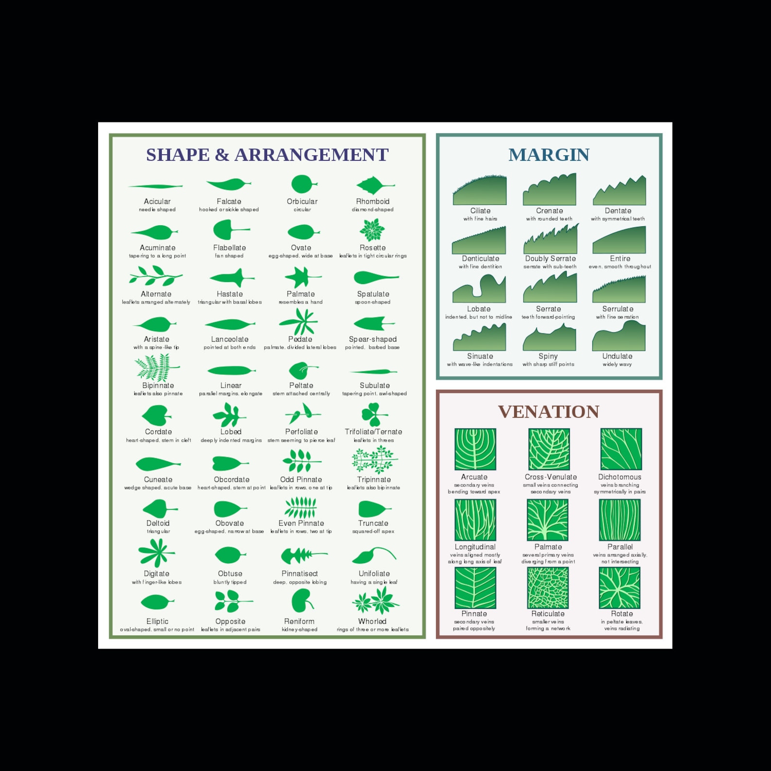 Leaf Morphology Structure Plants Diagram Chart Photo Poster Art Print ...