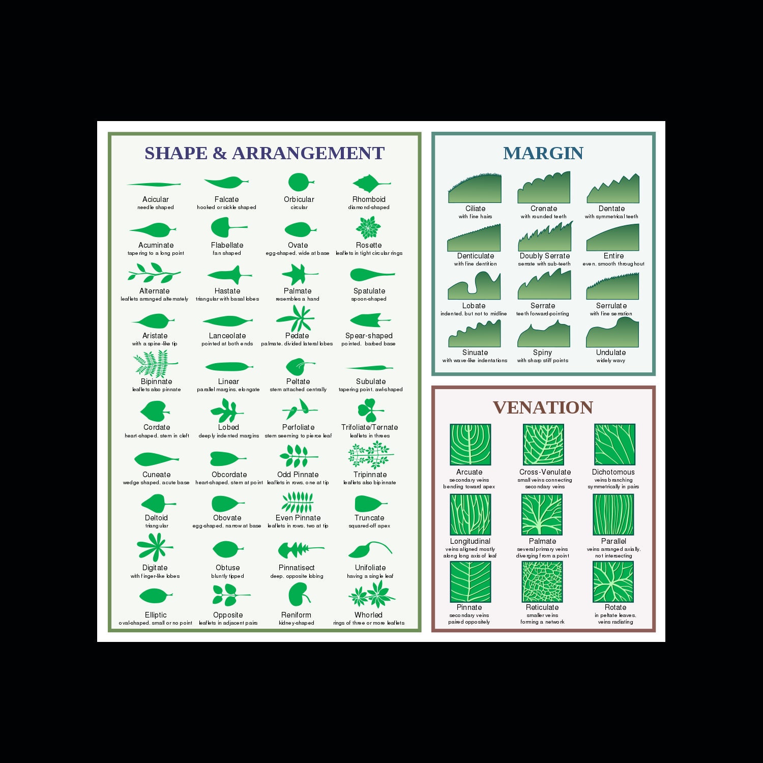 Leaf Morphology Structure Plants Diagram Chart Photo Poster Art Print ...